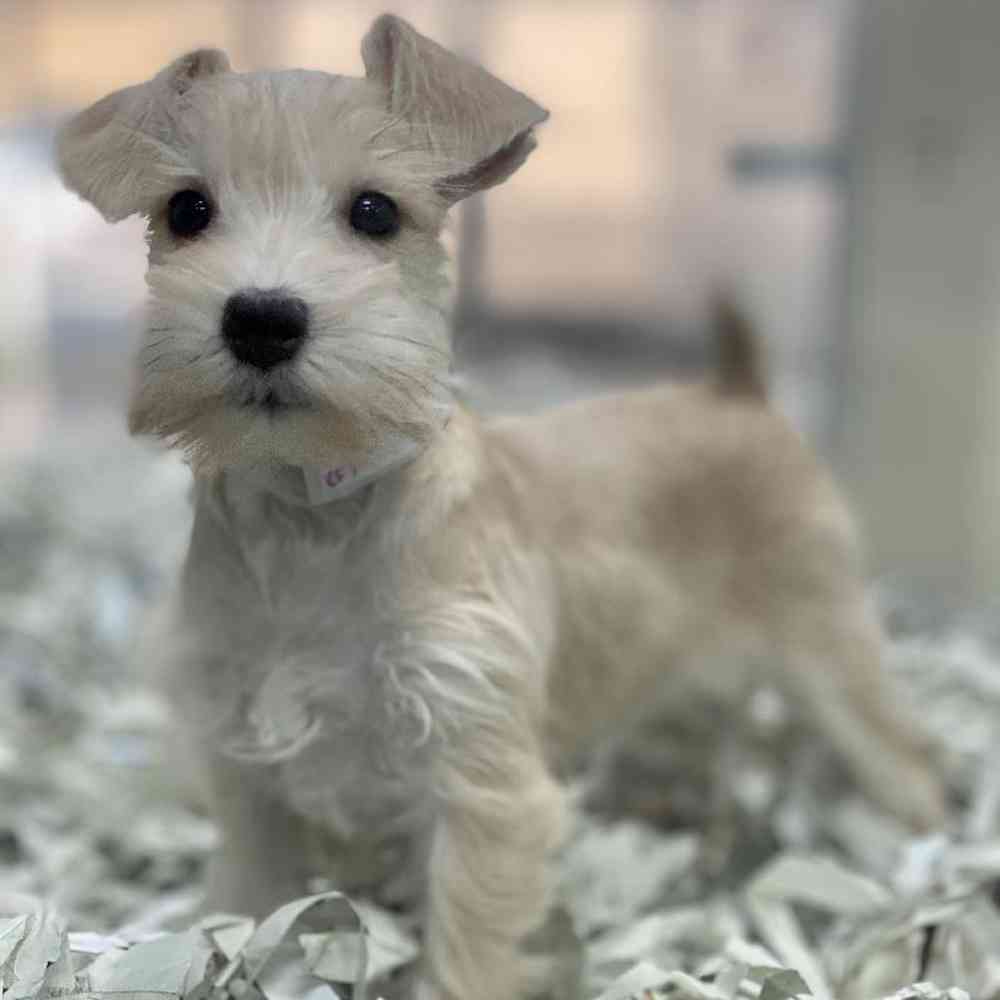 Female Mini Schnauzer Puppy for sale in Meridian