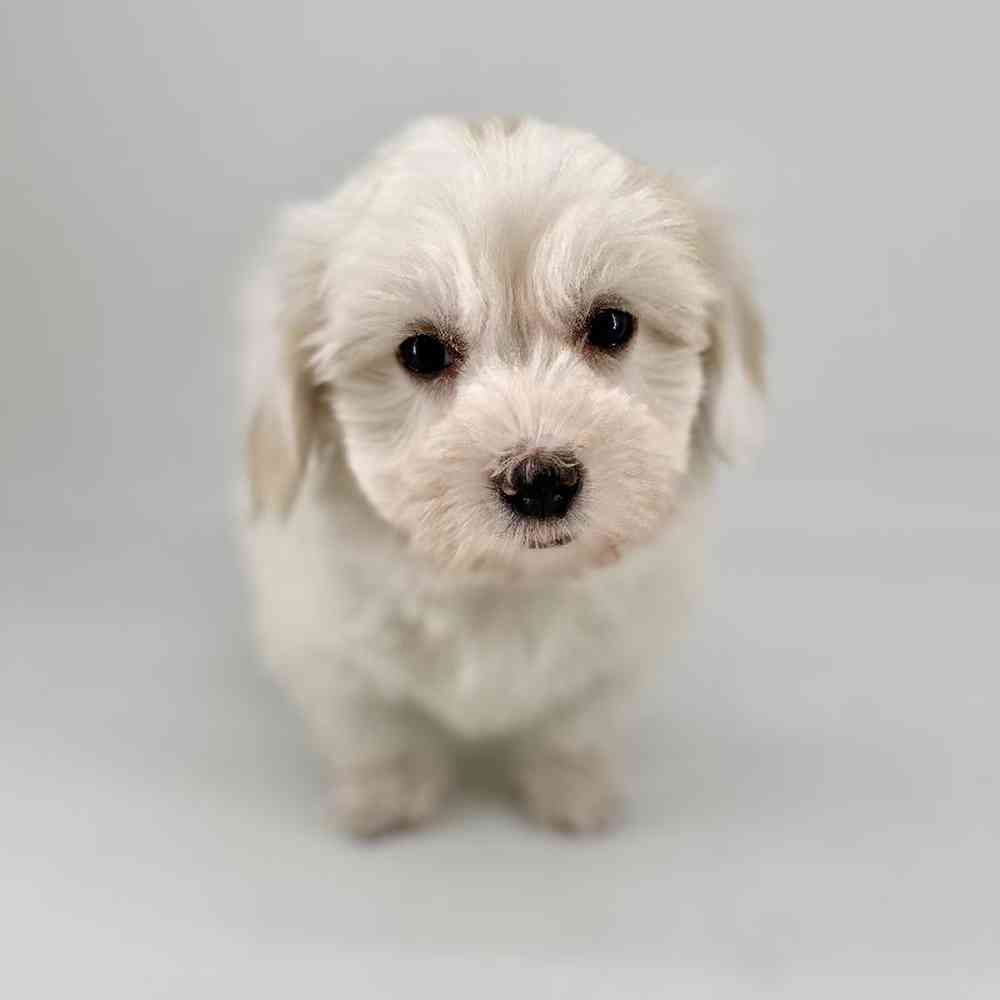 Coton Poodle Puppies for sale at Puppyland
