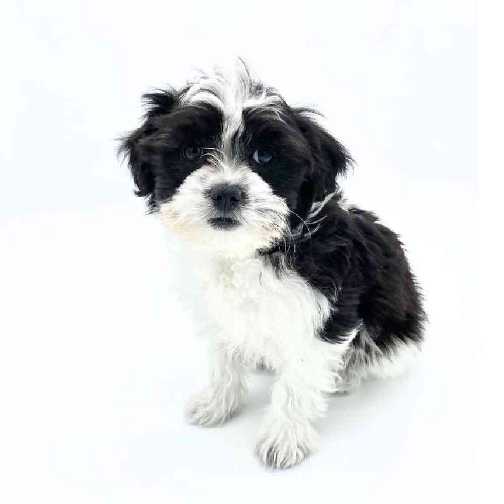 Silky-Poo Puppies for sale at Puppyland