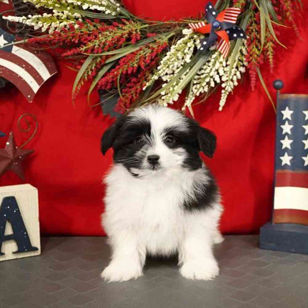 PekaLier Puppies for sale at Puppyland