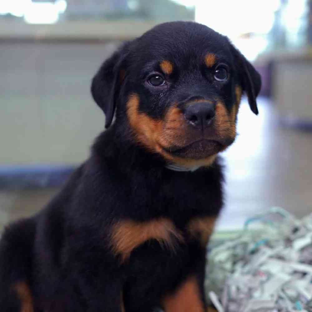 Boxer Puppies for sale at Puppyland