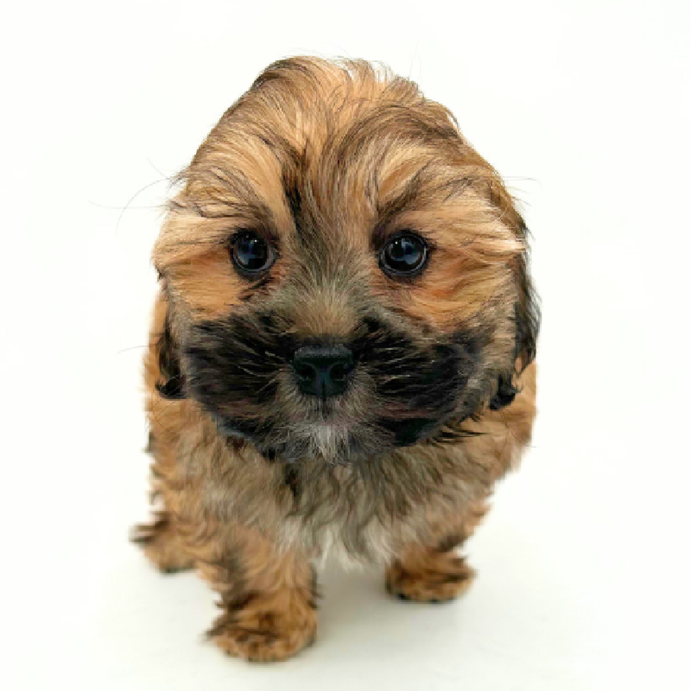 Silky-Poo Puppies for sale at Puppyland