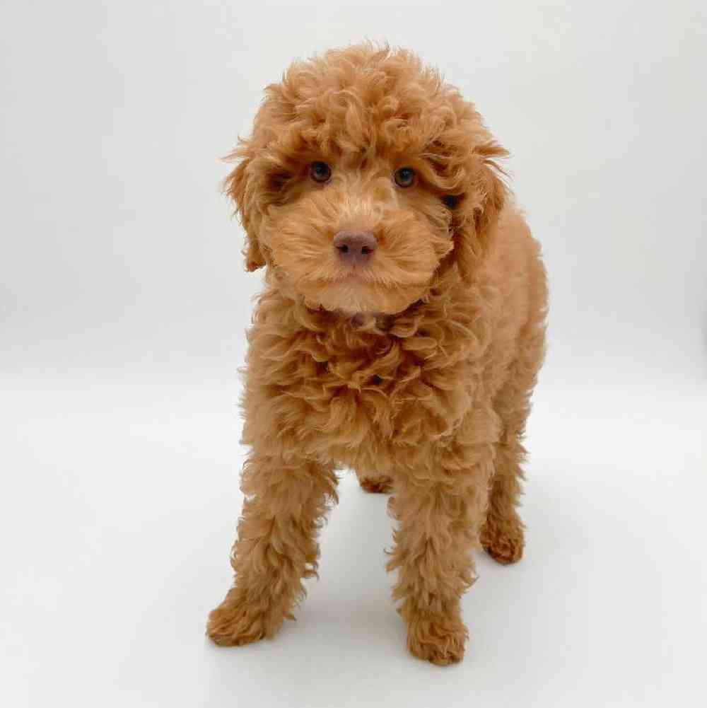 2nd Gen Mini Sheepadoodle Puppies for sale at Puppyland