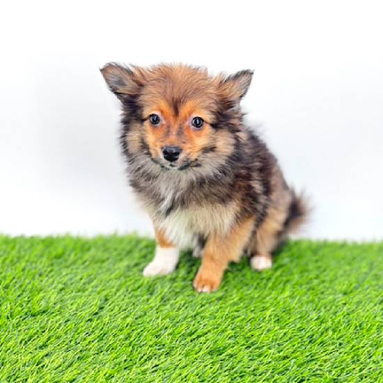 Puppy for Sale at Puppyland.