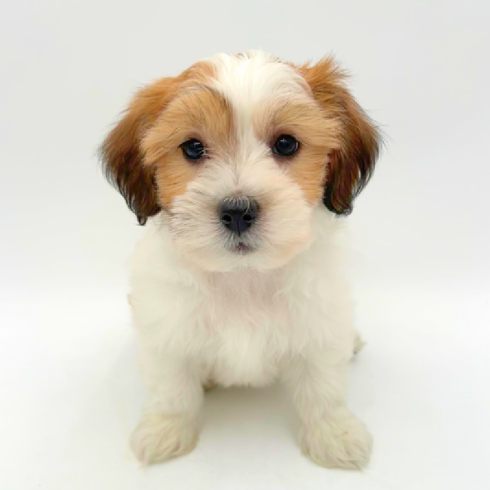 PekaLier Puppies for sale at Puppyland