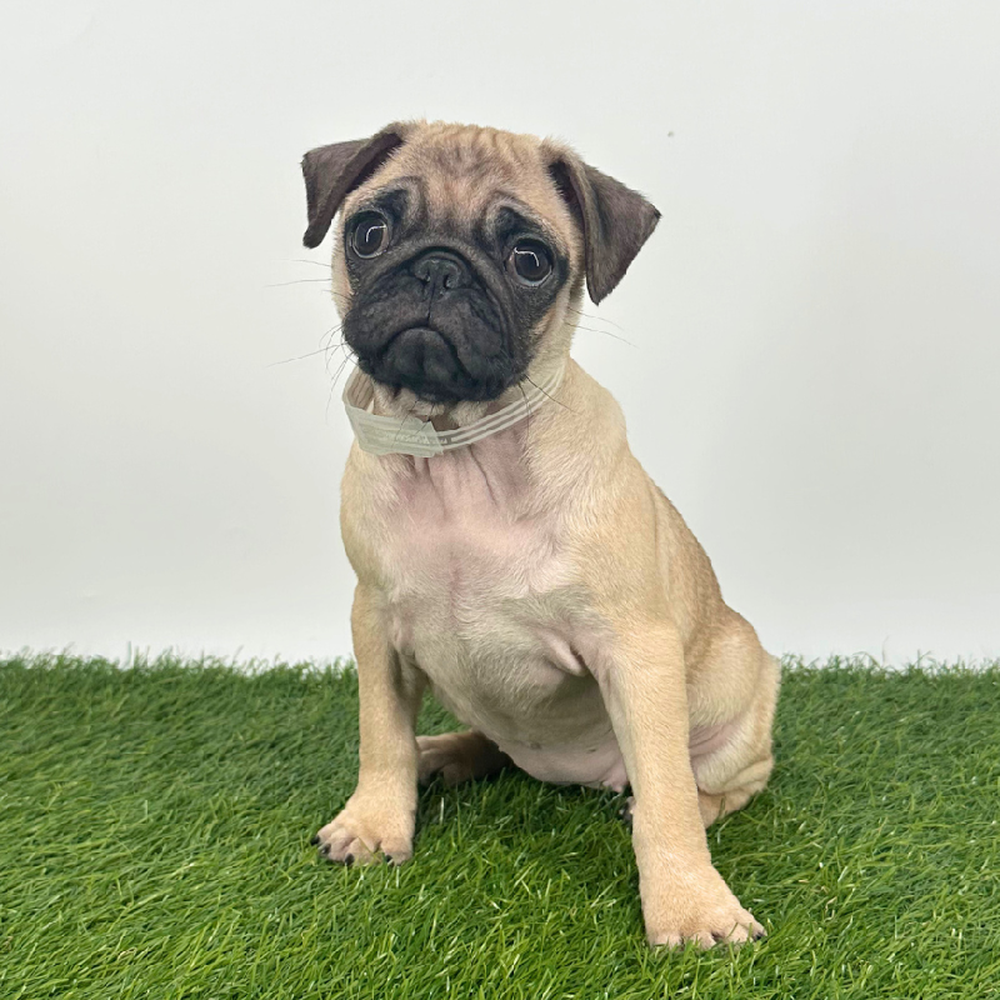 Jug Puppies for sale at Puppyland